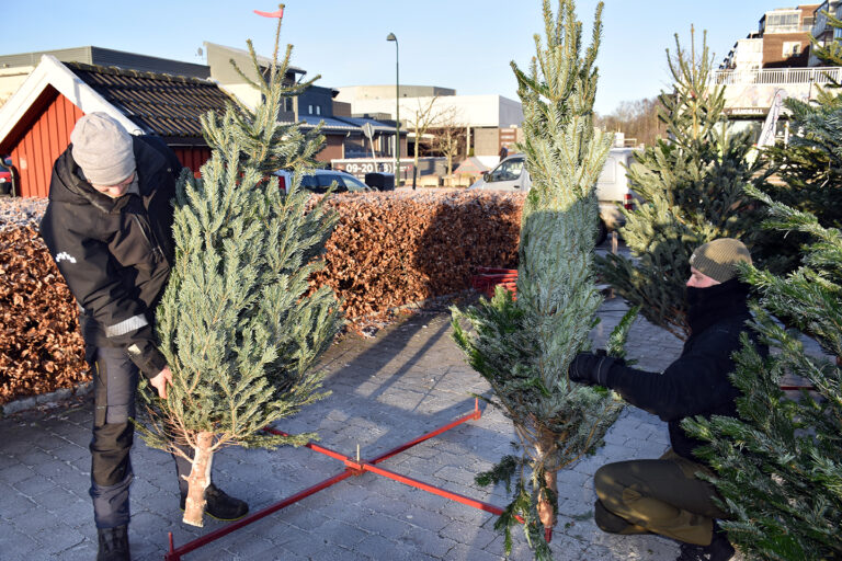 Rolf Herman selger kortreiste juletrær på Re-torvet: - Det bør bli ...
